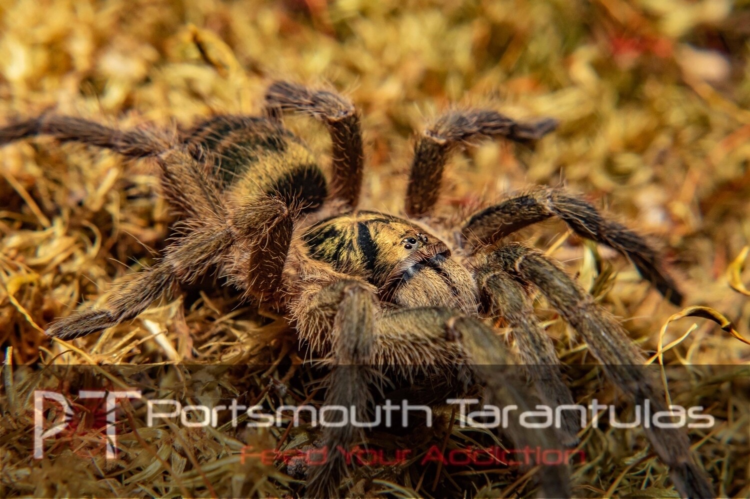 Neoholothele incei (7-8cm) Female Trinidad Olive