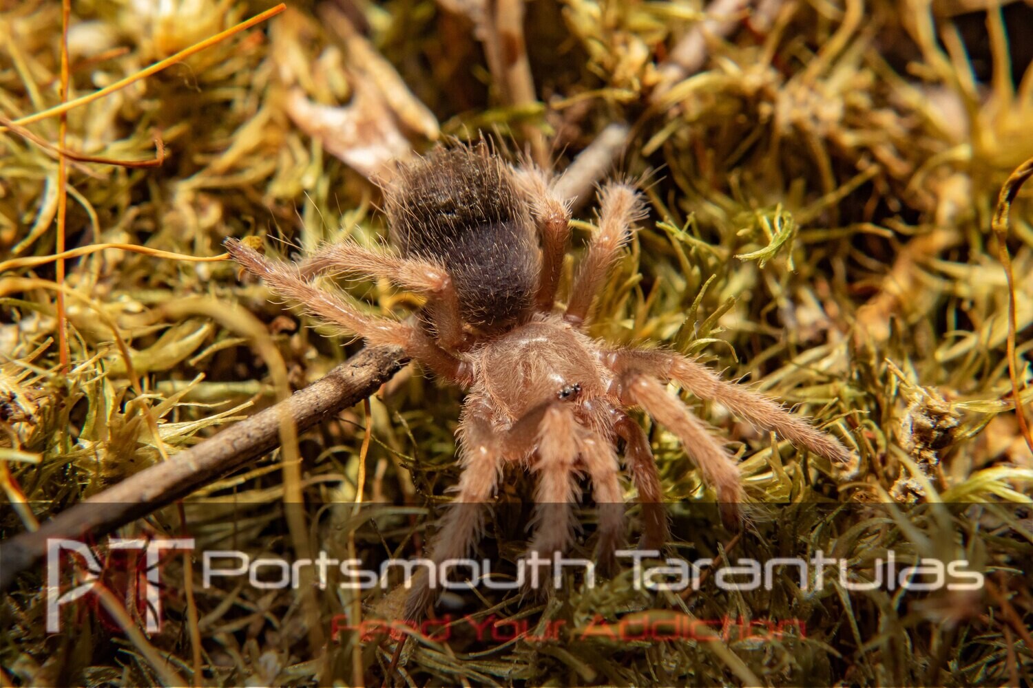 Brachypelma boehmei - Mexican Fire leg (2-3cm)