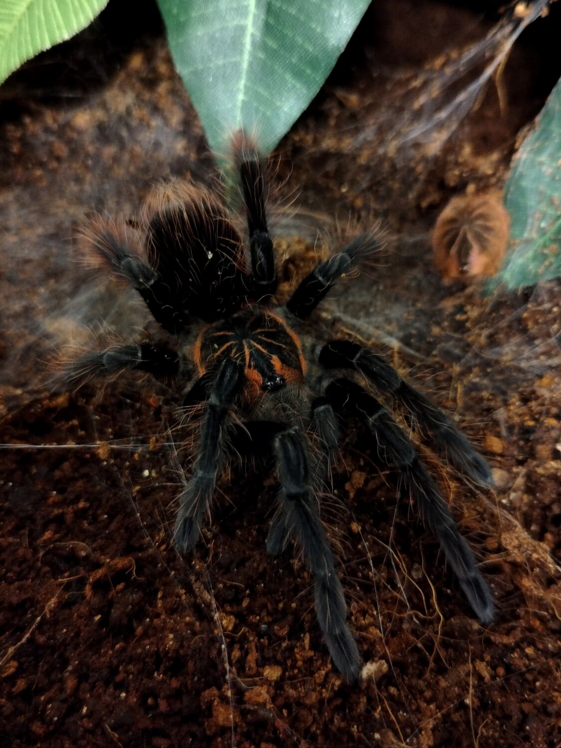 Pamphobeteus sp machala (7-8cm)