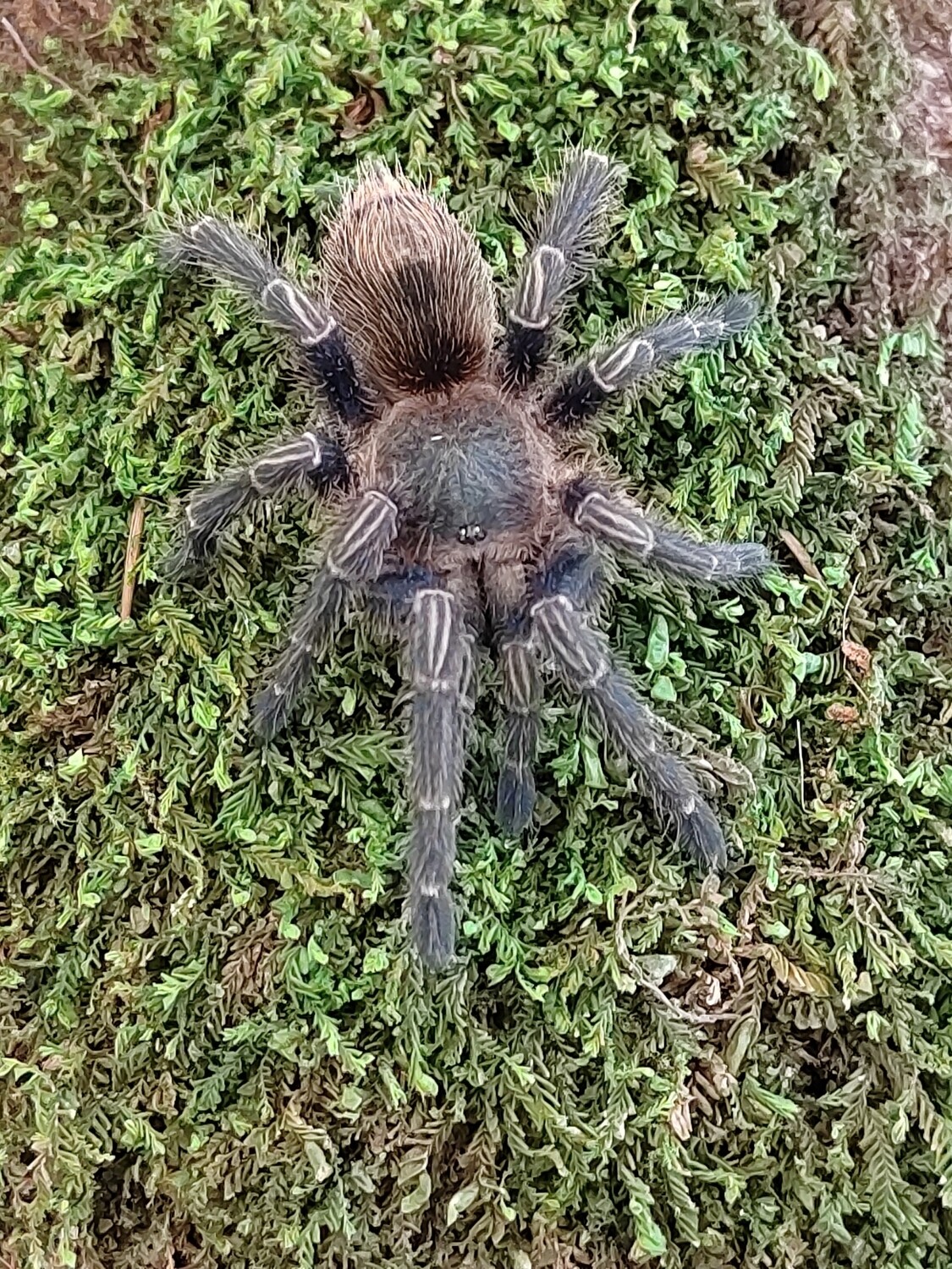 Thrixopelma lagunas Blue Birdeater (6-7cm)