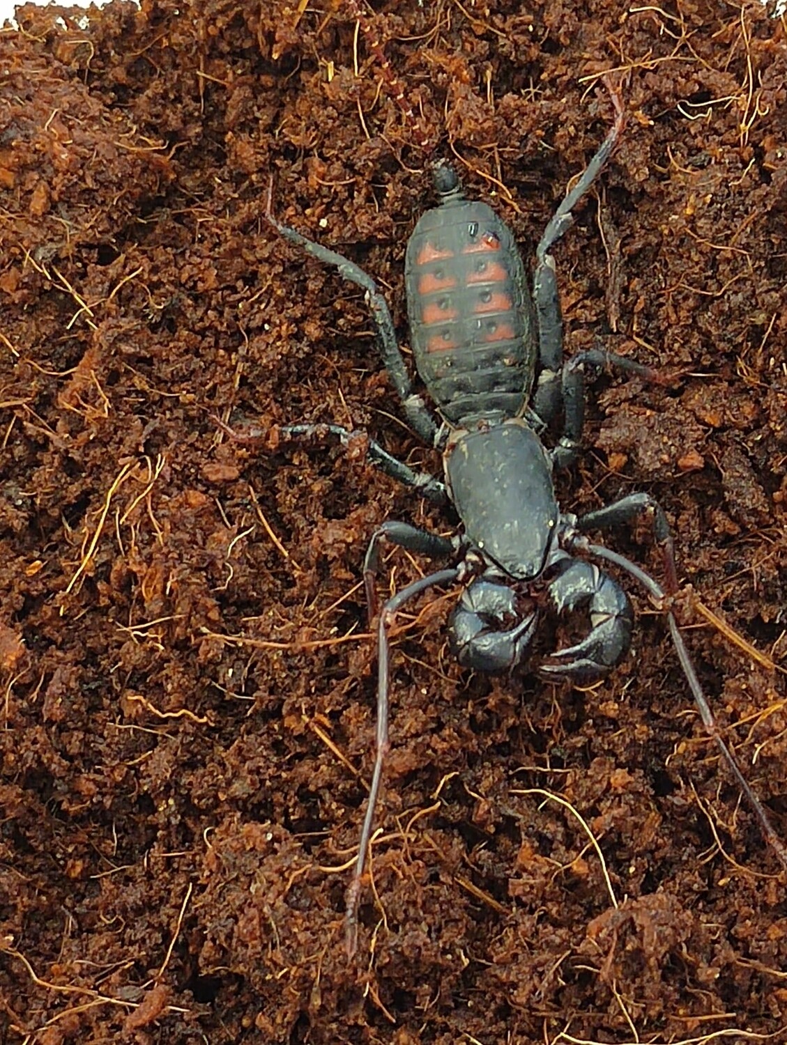 Typopeltis crucifer (Medium/Juveniles) Vinegarroon Whip Scorpion