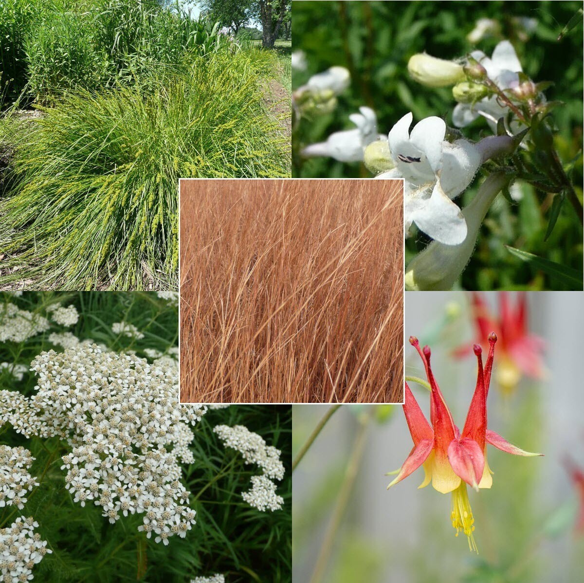 Spring Blooming Pollinator Kit, Part Sun to Shade, Wet/Mesic to Dry/Mesic.