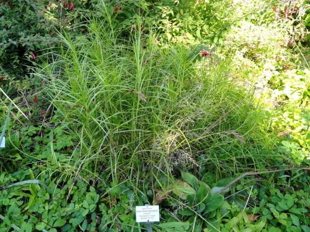 Palm Sedge ( Carex Muskingumensis)