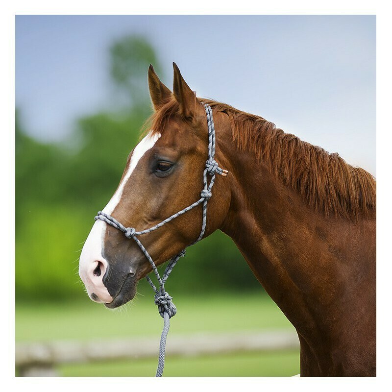 Licol Ethologique + longe