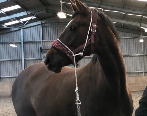 Richard Maxwell online