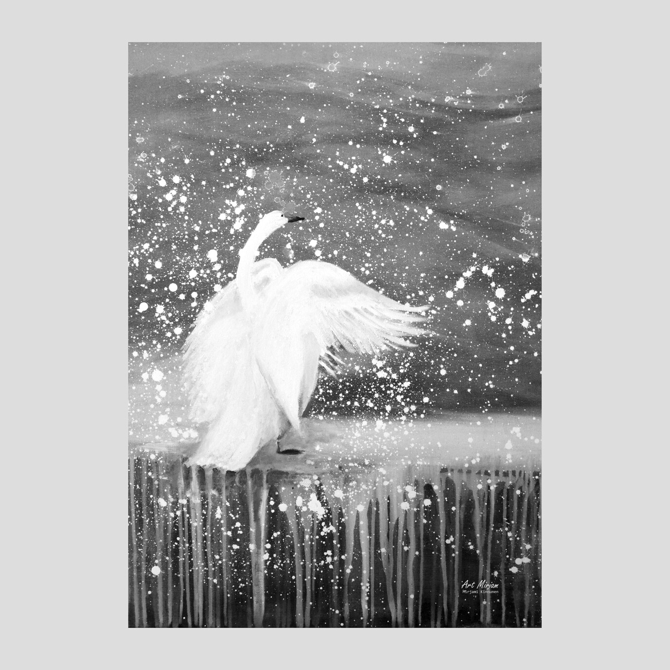 "Laulujoutsen mustavalkoinen" Juliste 21x30cm.