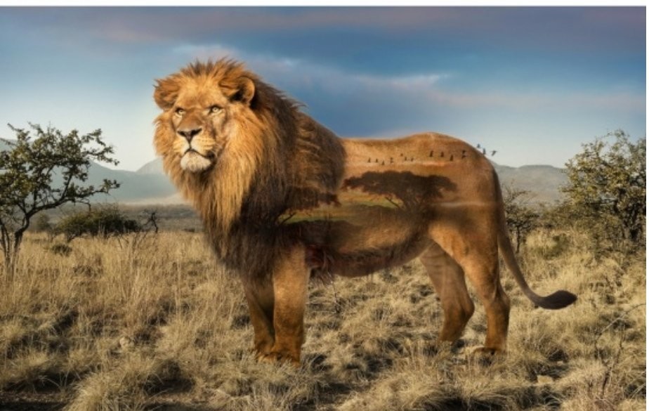 Lion Panel by Hoffman of California