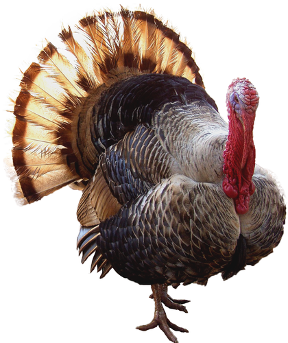 Pavo Negro (Industrial)