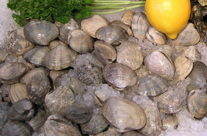 Shellfish