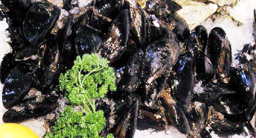 Live Mussels