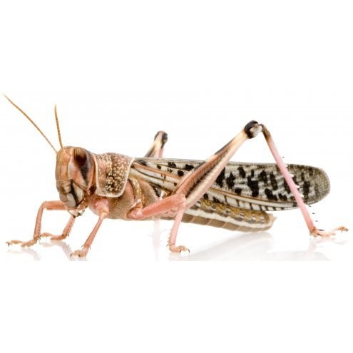Adult Locust (20) 60-80mm