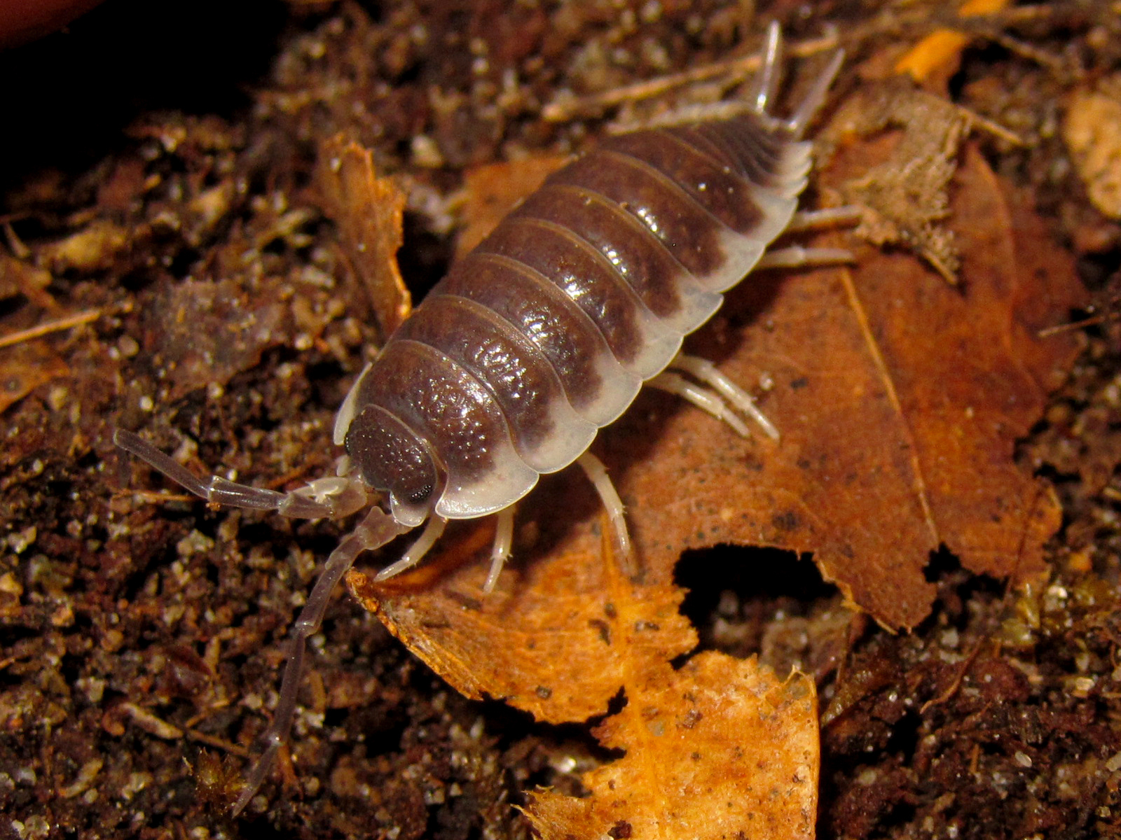 PORCELLIO SP.SEVILLA