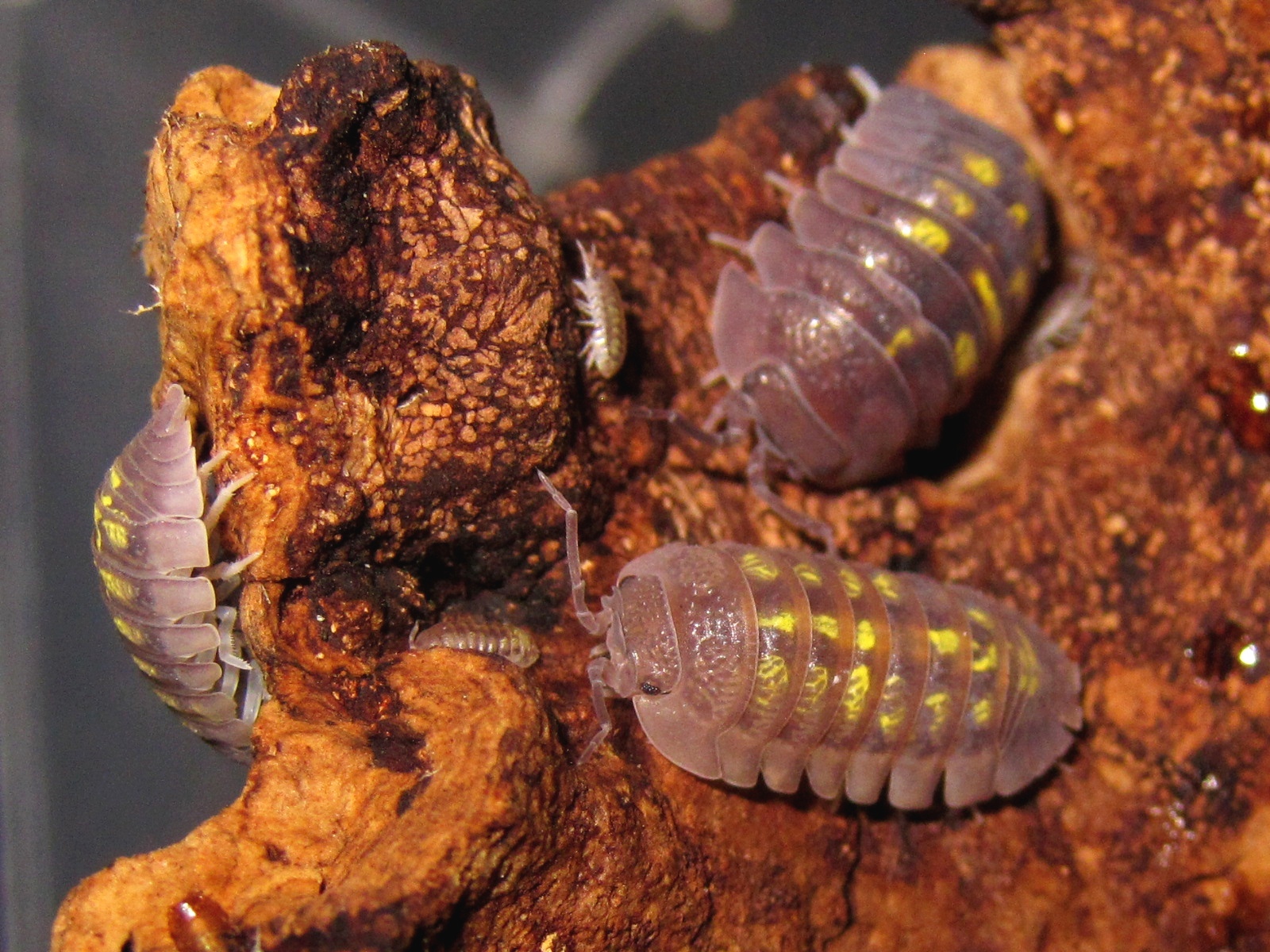 ARMADILLIDIUM GRANULATUM