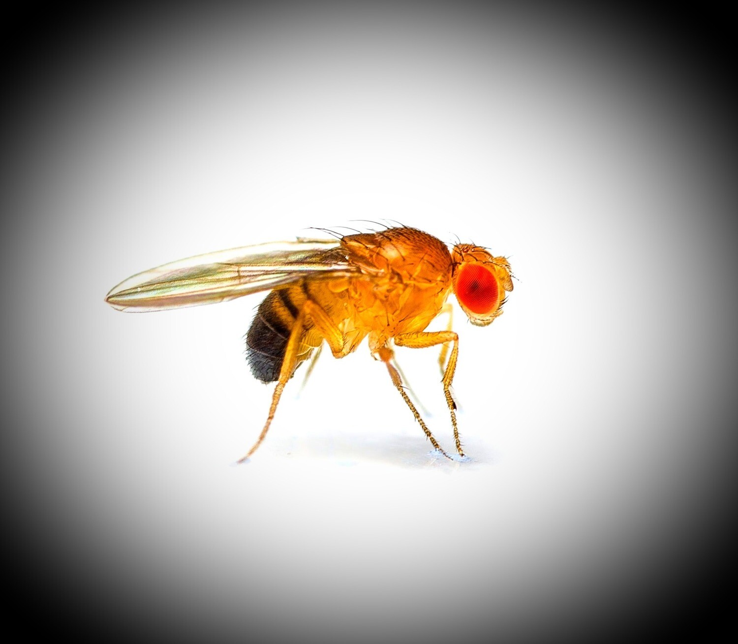 Flightless Golden Fruit Fly Culture (D.melanogaster)