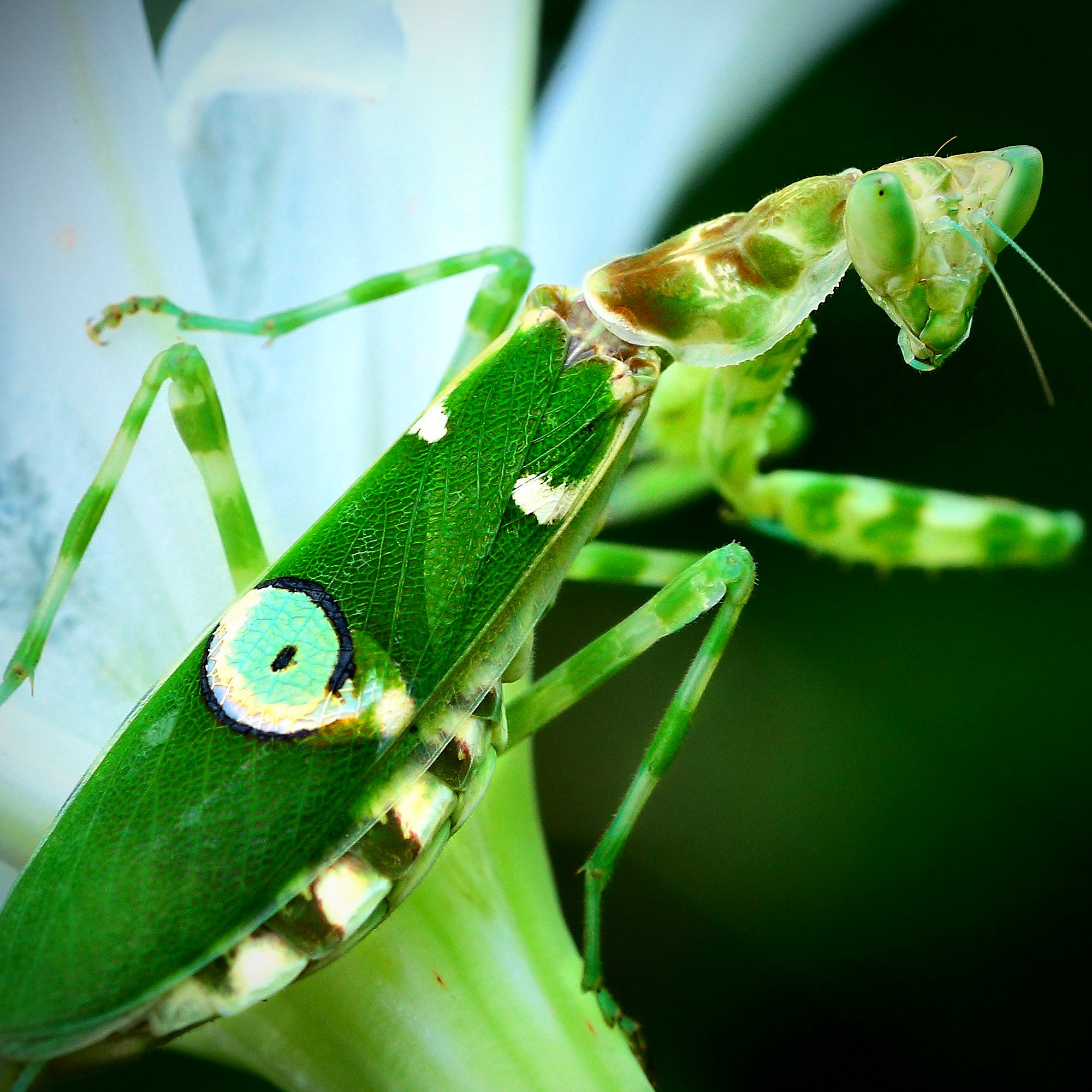 FLOWER MANTIS (CREOBROTER SP YUNNAN)