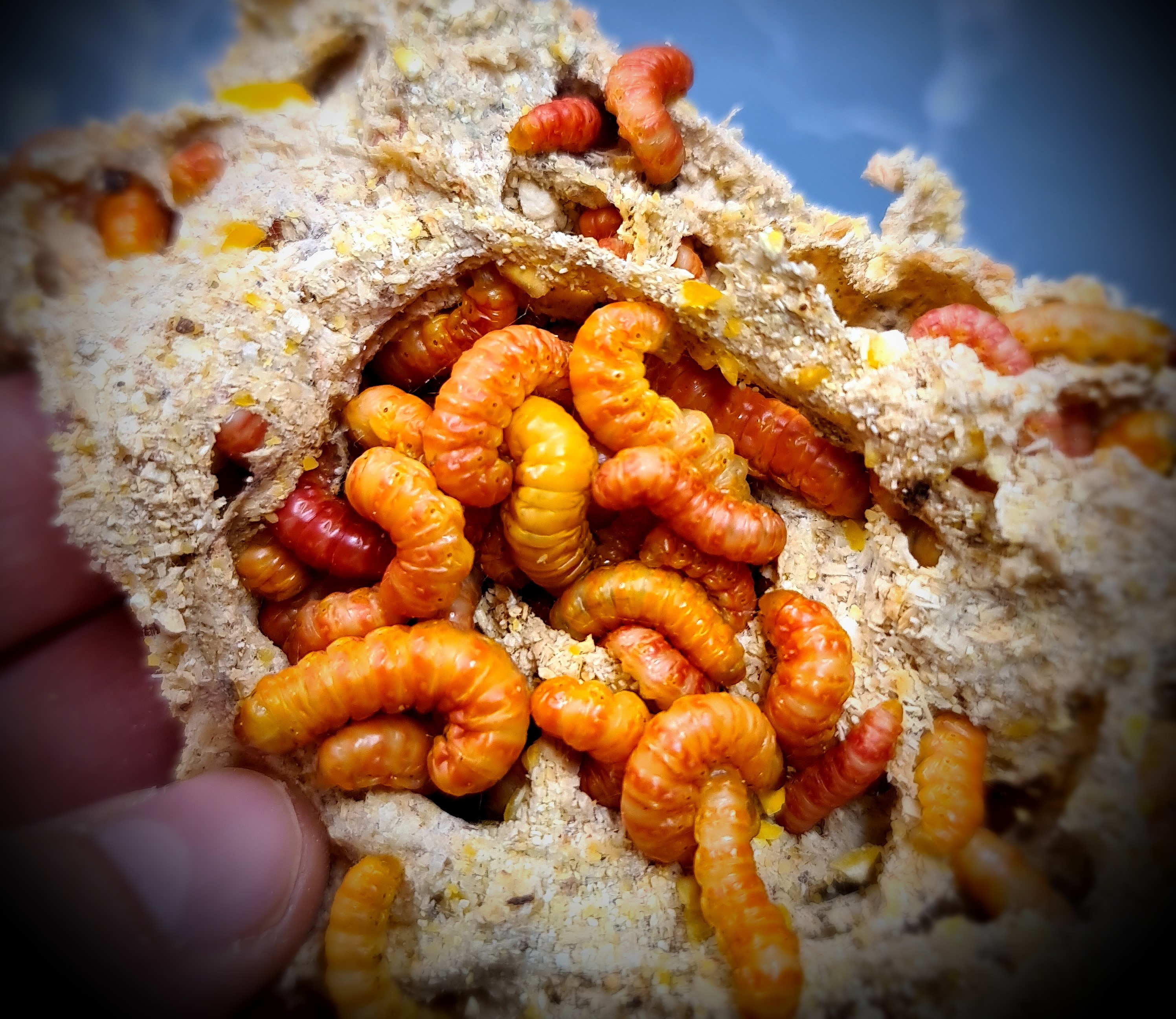 BUTTERWORMS