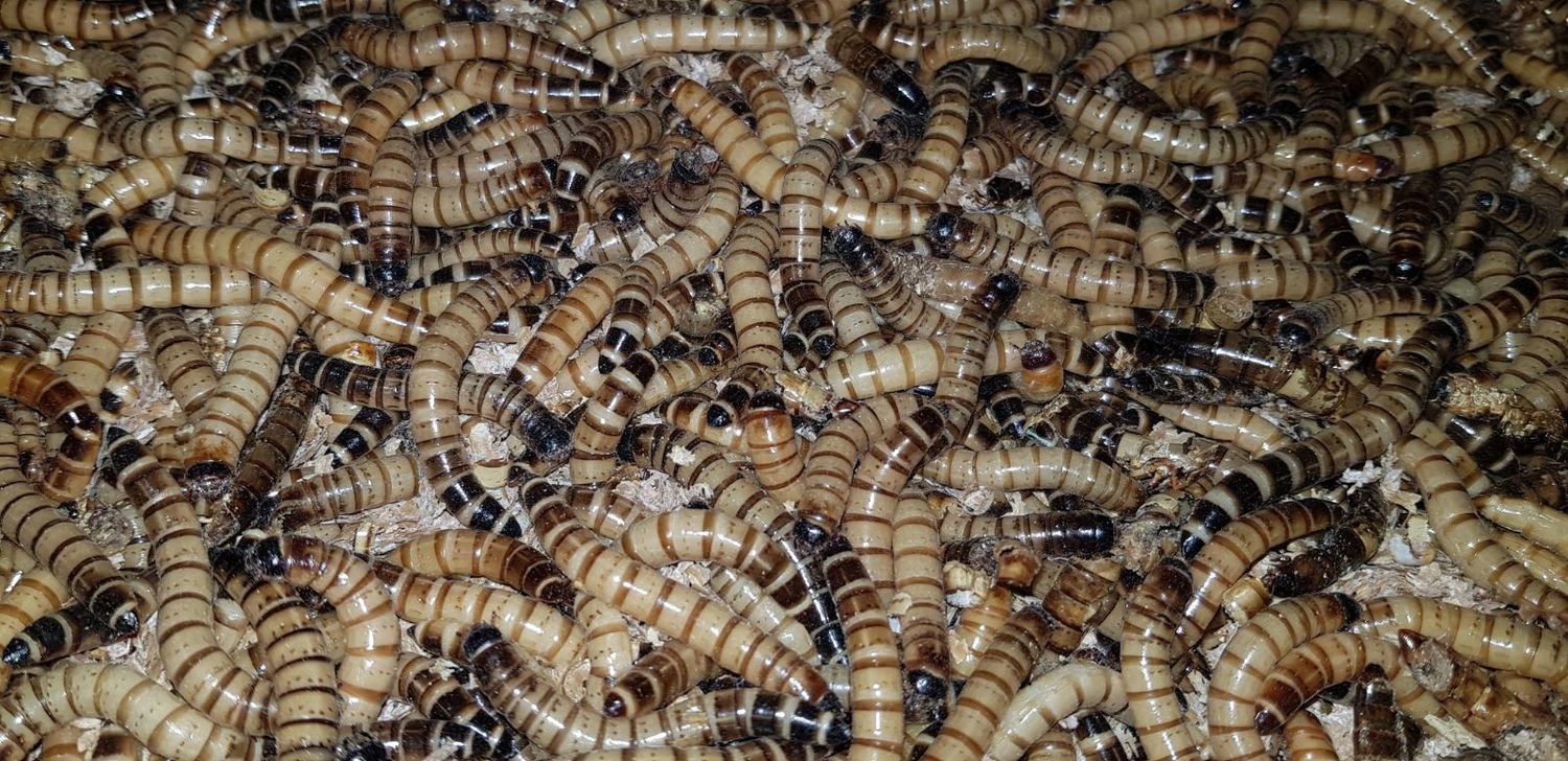 Morio Worms (25) 50-60mm