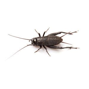 Medium Black Cricket (25) 6-12mm