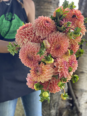 Bloomquist Alan Dahlia Tuber – Store – Triple Wren Farms