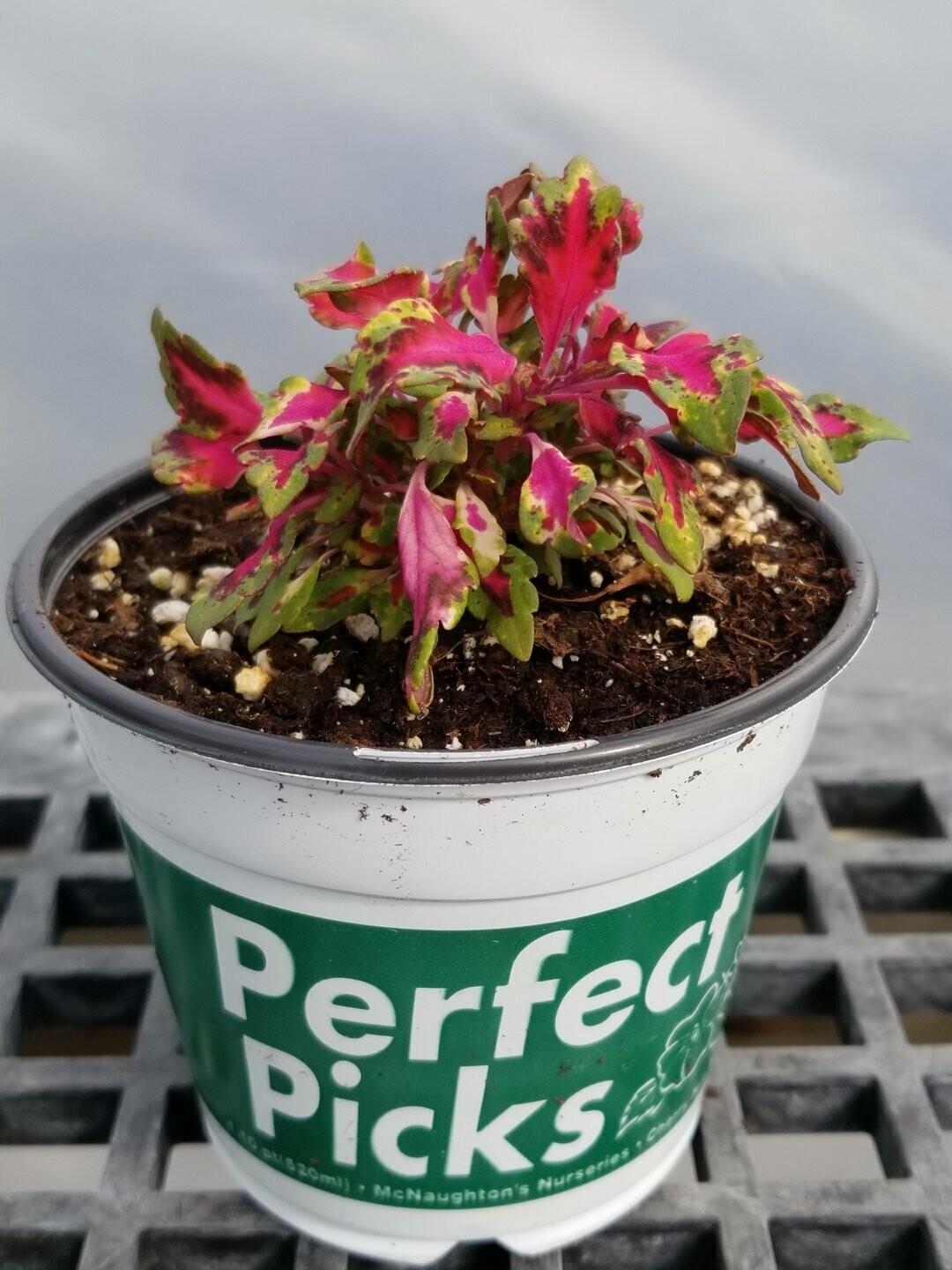 Coleus Party Time Peach Fizz 4"