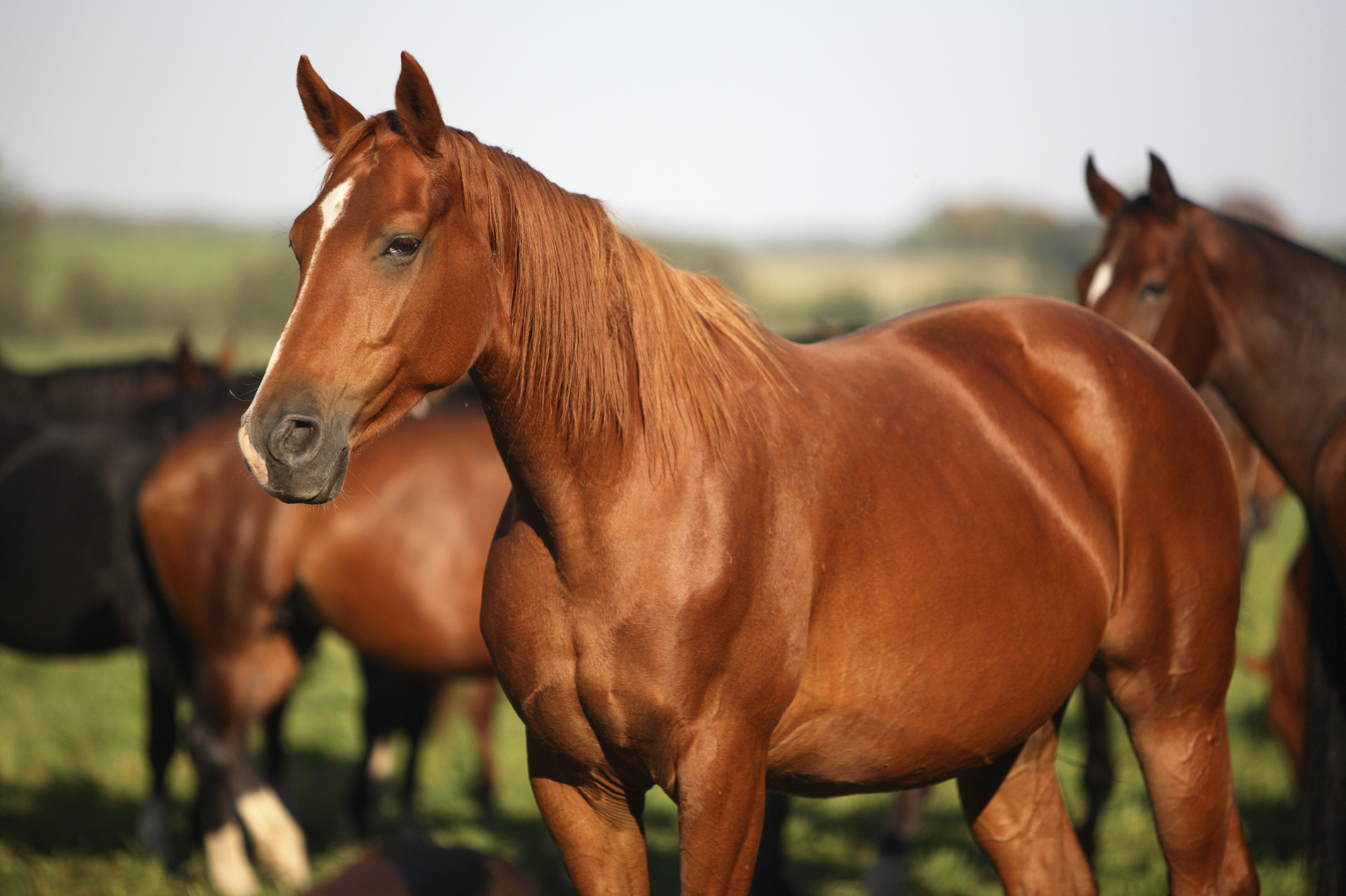 Horses Horses