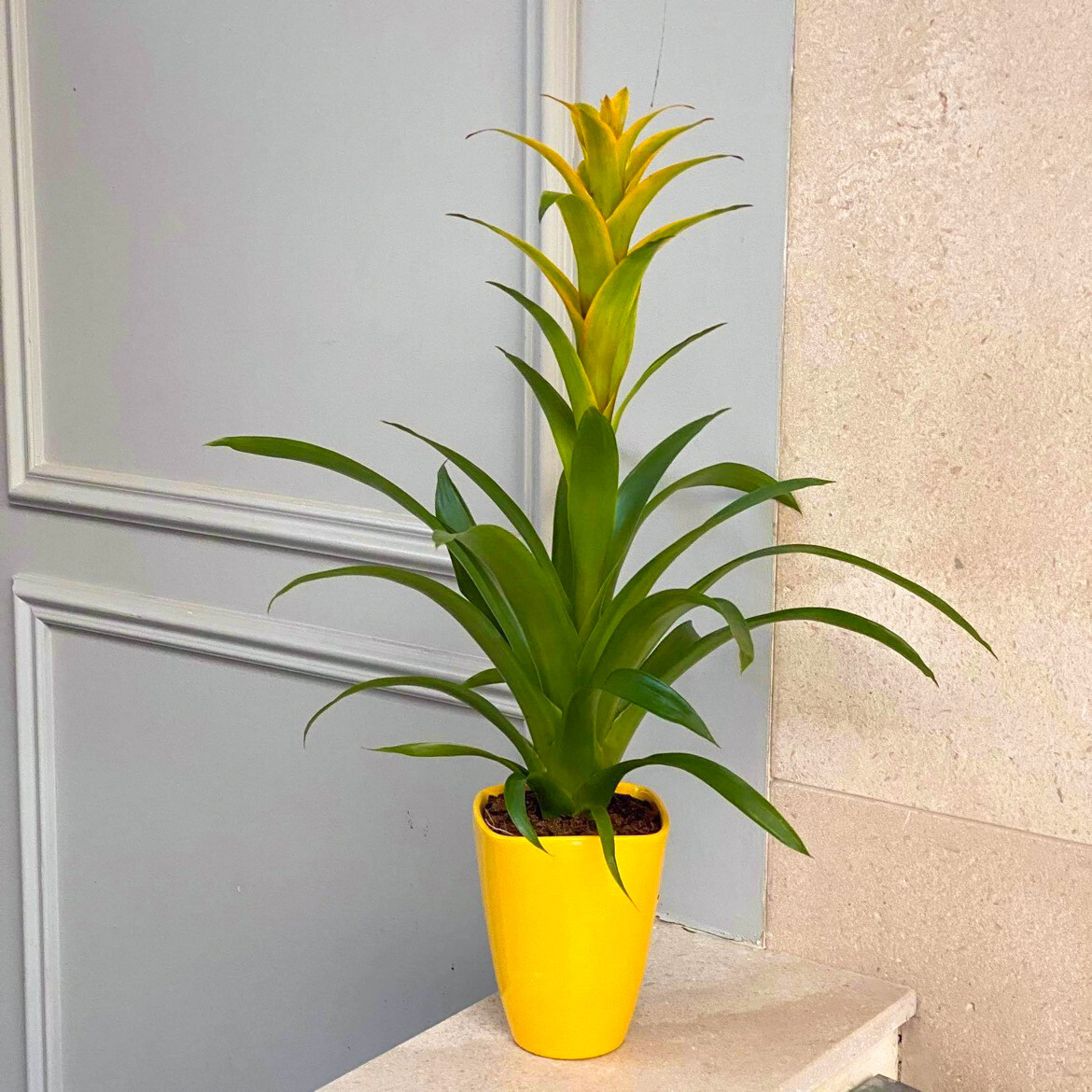 Bromeliad In Yellow Pot