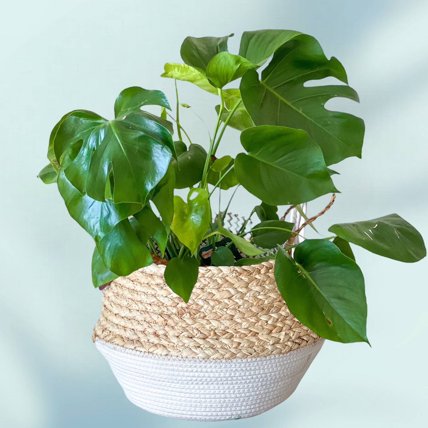 Fresh Plant | Monstera In Basket