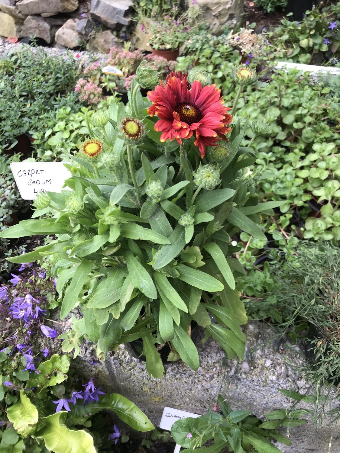 Gallardia/Goblin Flower 'Arizona Sun'