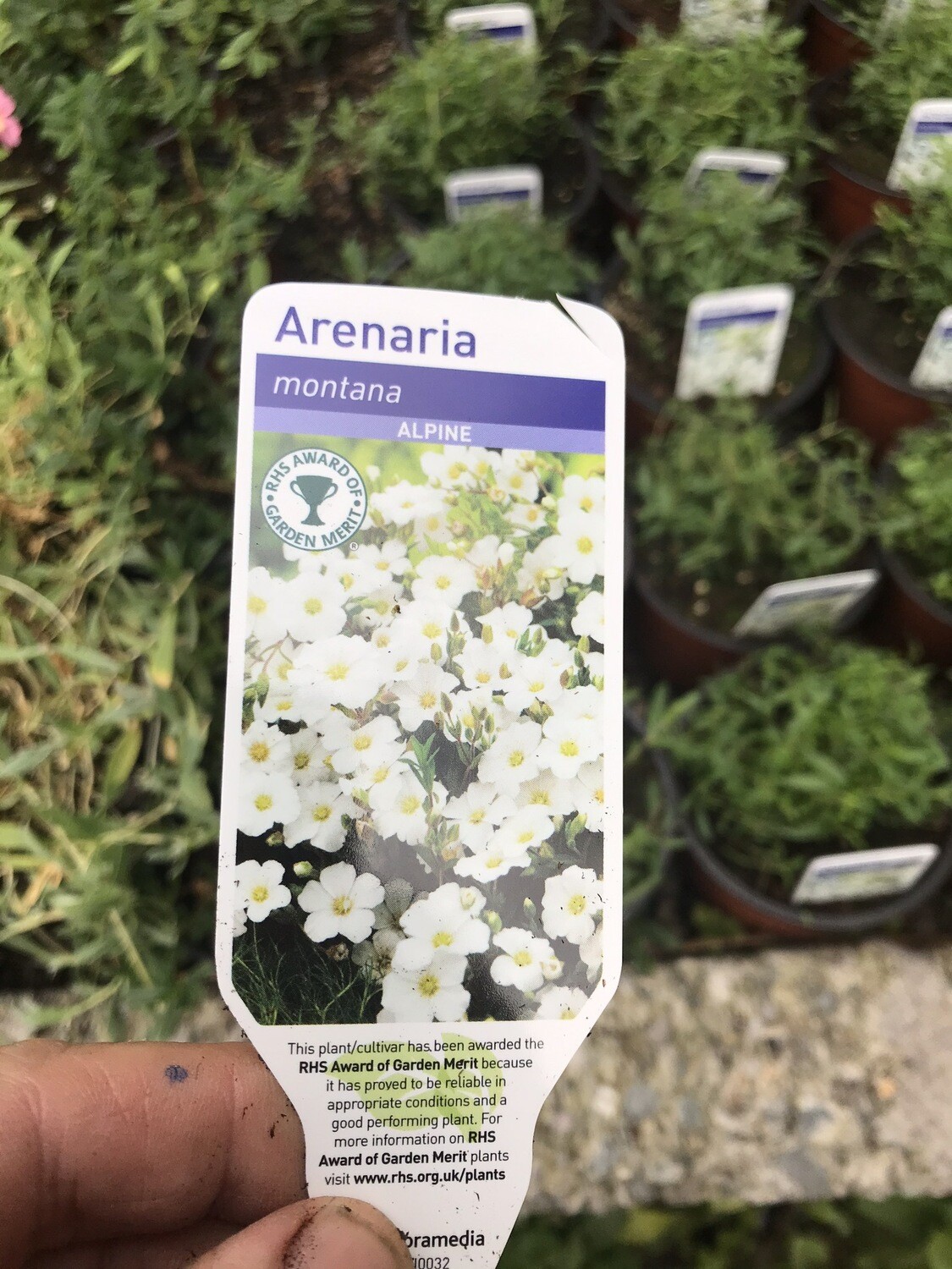 Arenaria 'lemon ice ‘flowers for months and lasts for years . Perfect ...