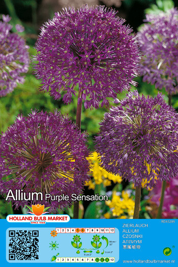 Potted Allium Purple Sensation