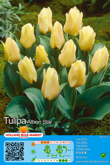 10 Tulips Botanical Albion Star Bulbs