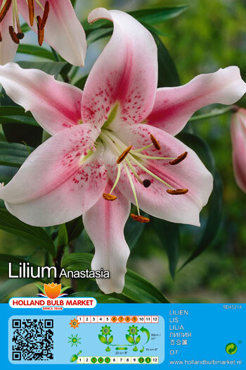 Lilium OT Anastasia