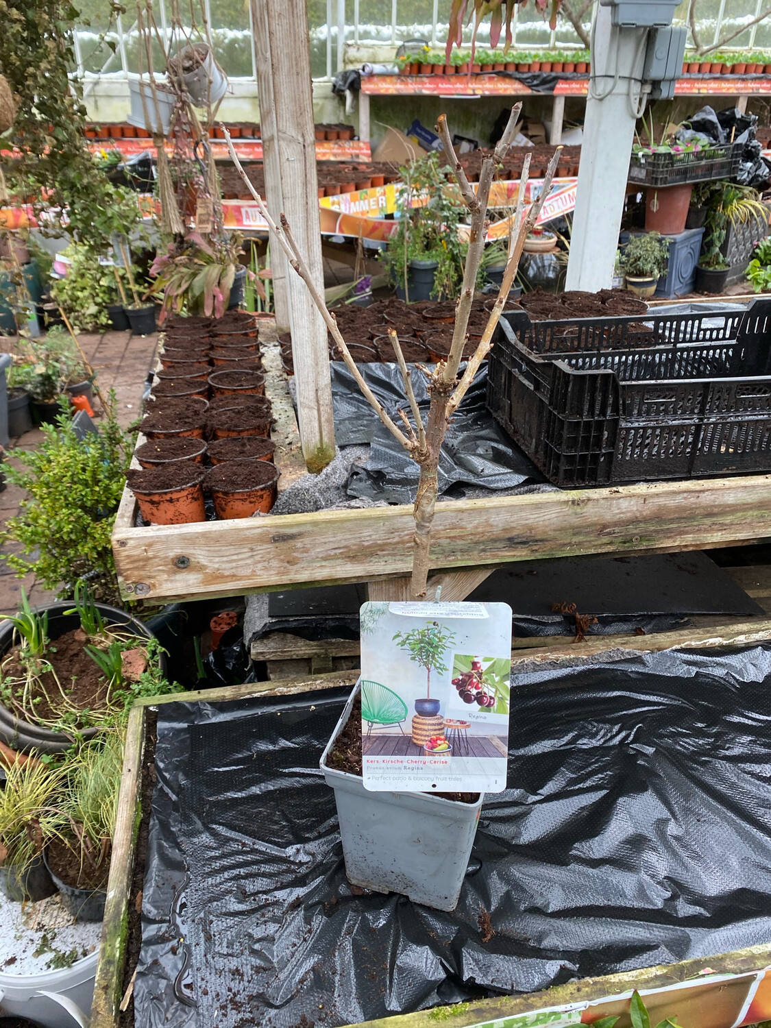 DWARF CHERRY TREE REGINA White flowers and heavy crops of cherries