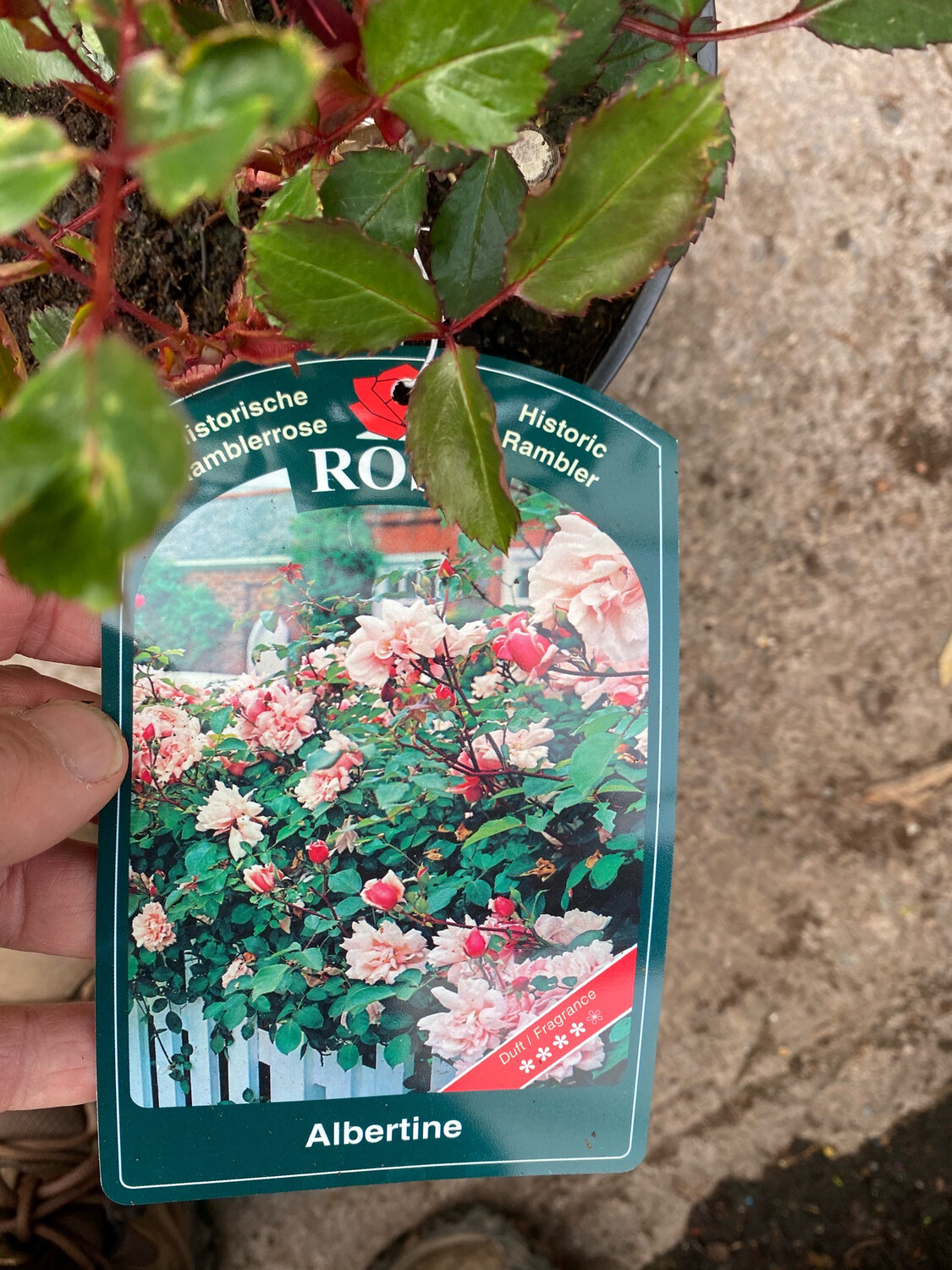 ROSE ALBERTINE reliable strong growing climbing rose for wall ,fence ...