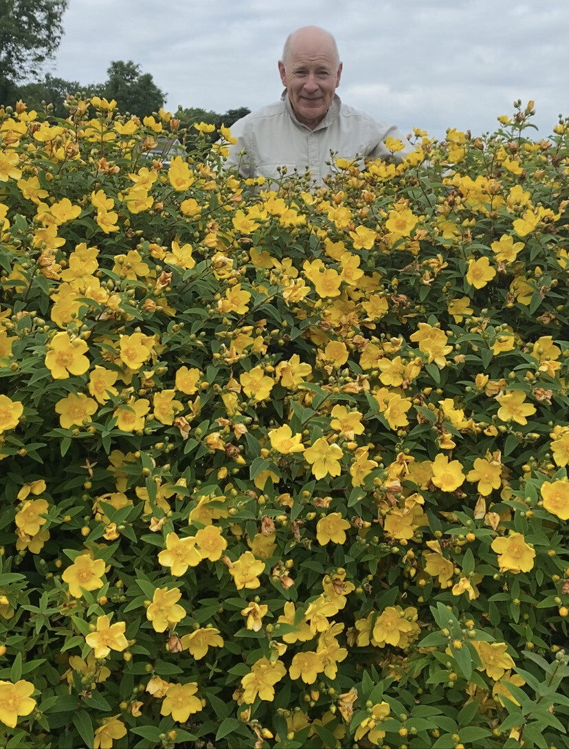 HYPERICUM GOLDEN KING hardy evergreen shrub with months of yellow ...