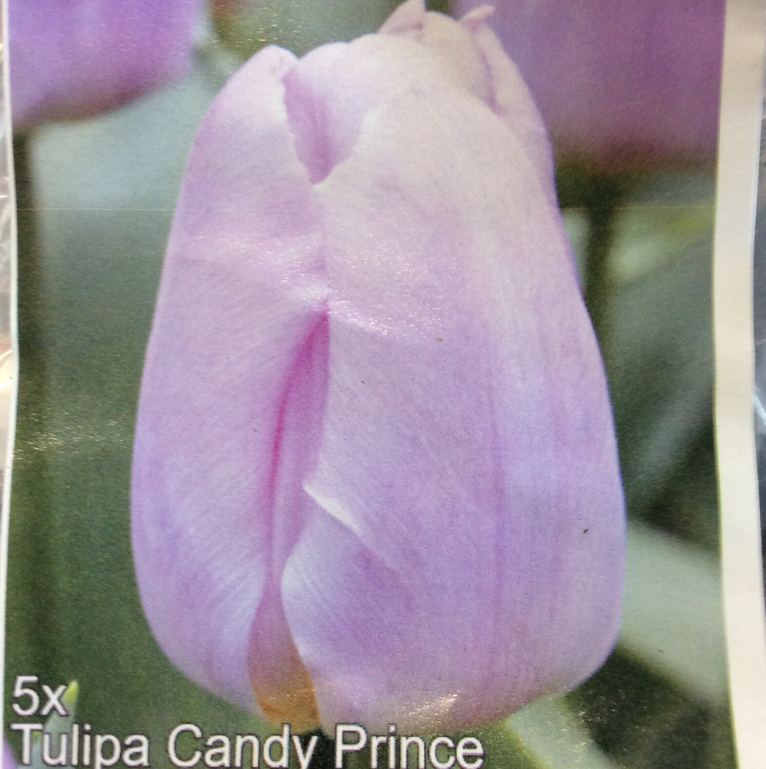 10 Tulips Candy Prince