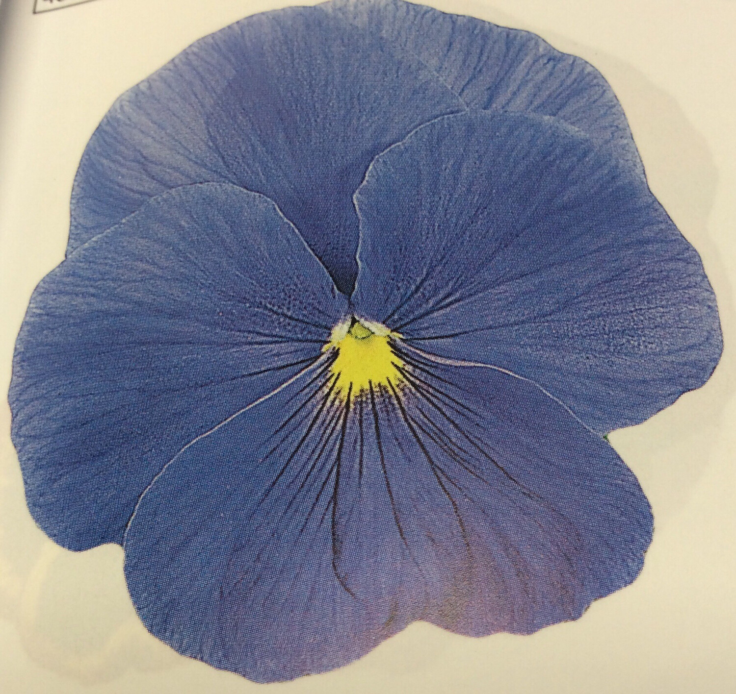 10 Pansy 'Azure'