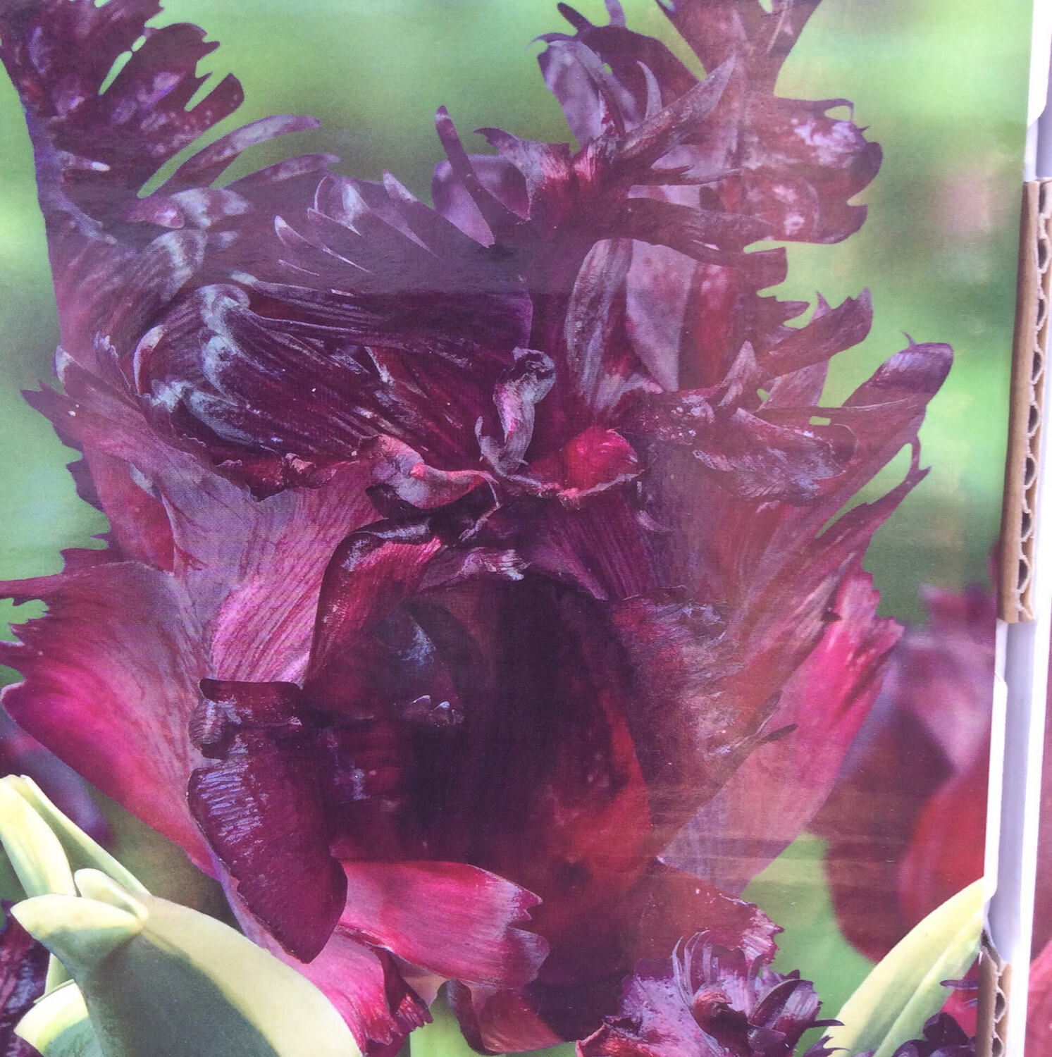 10 Tulip Frozen Knight