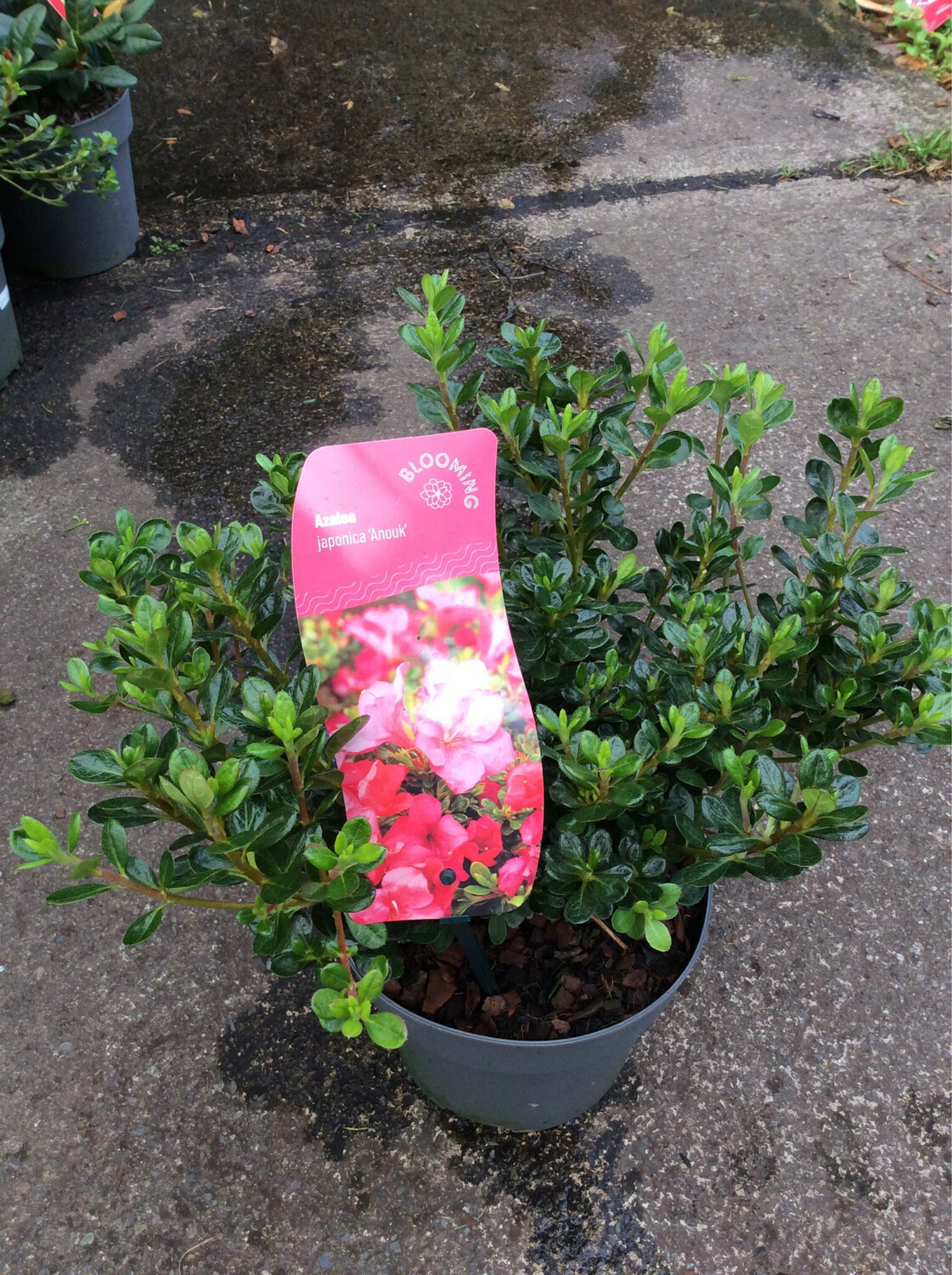 Azalea Japonica 'Anouk' hardy dwarf evergreen shrub that is happy ...