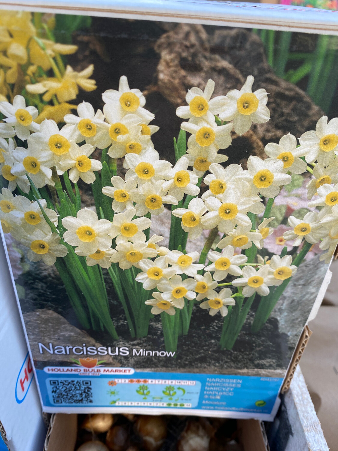 10 Dwarf Daffodil Minnow