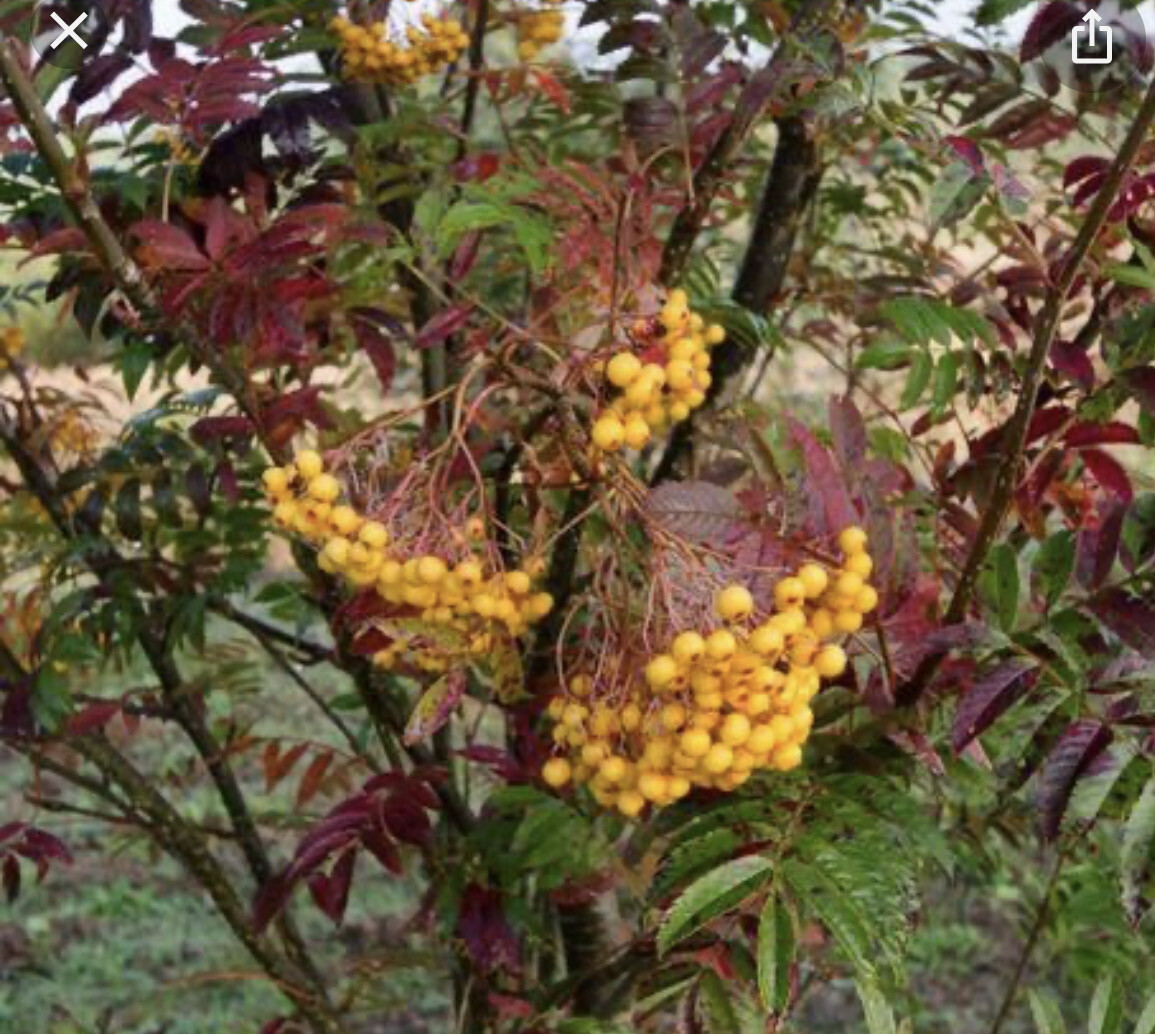 Sorbus RED Sunshine ,small garden tree with white flowers in spring ...
