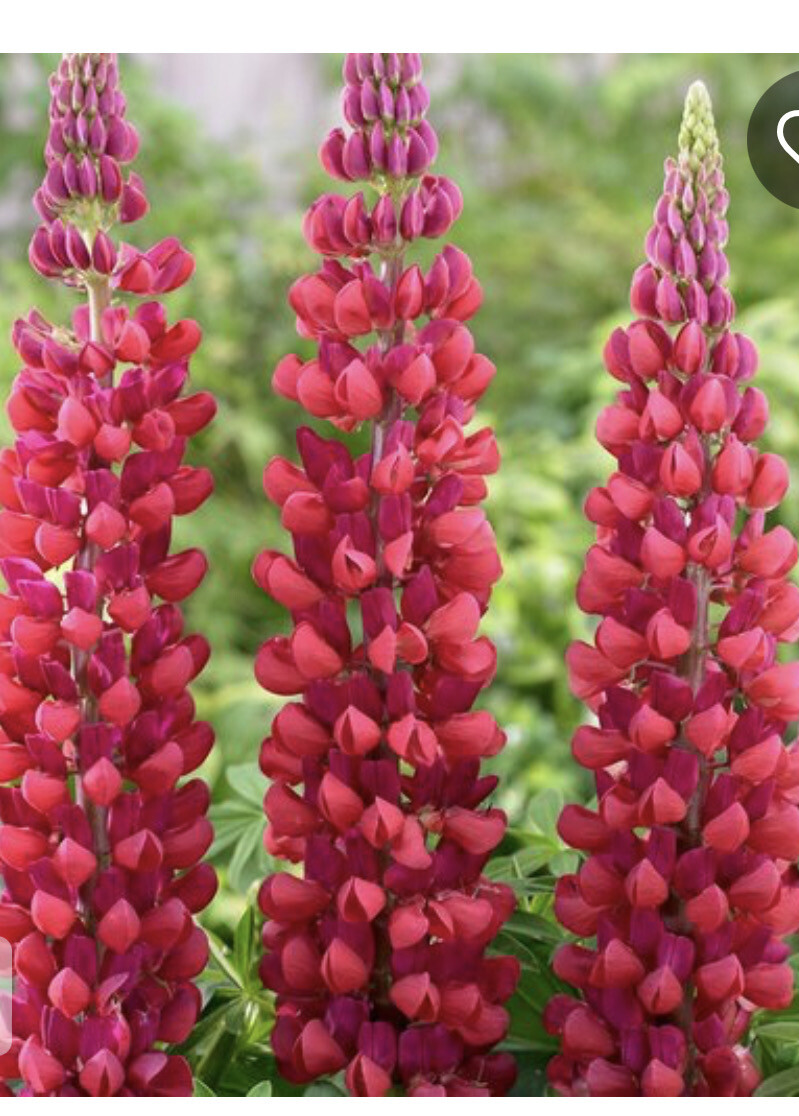 Lupin Red