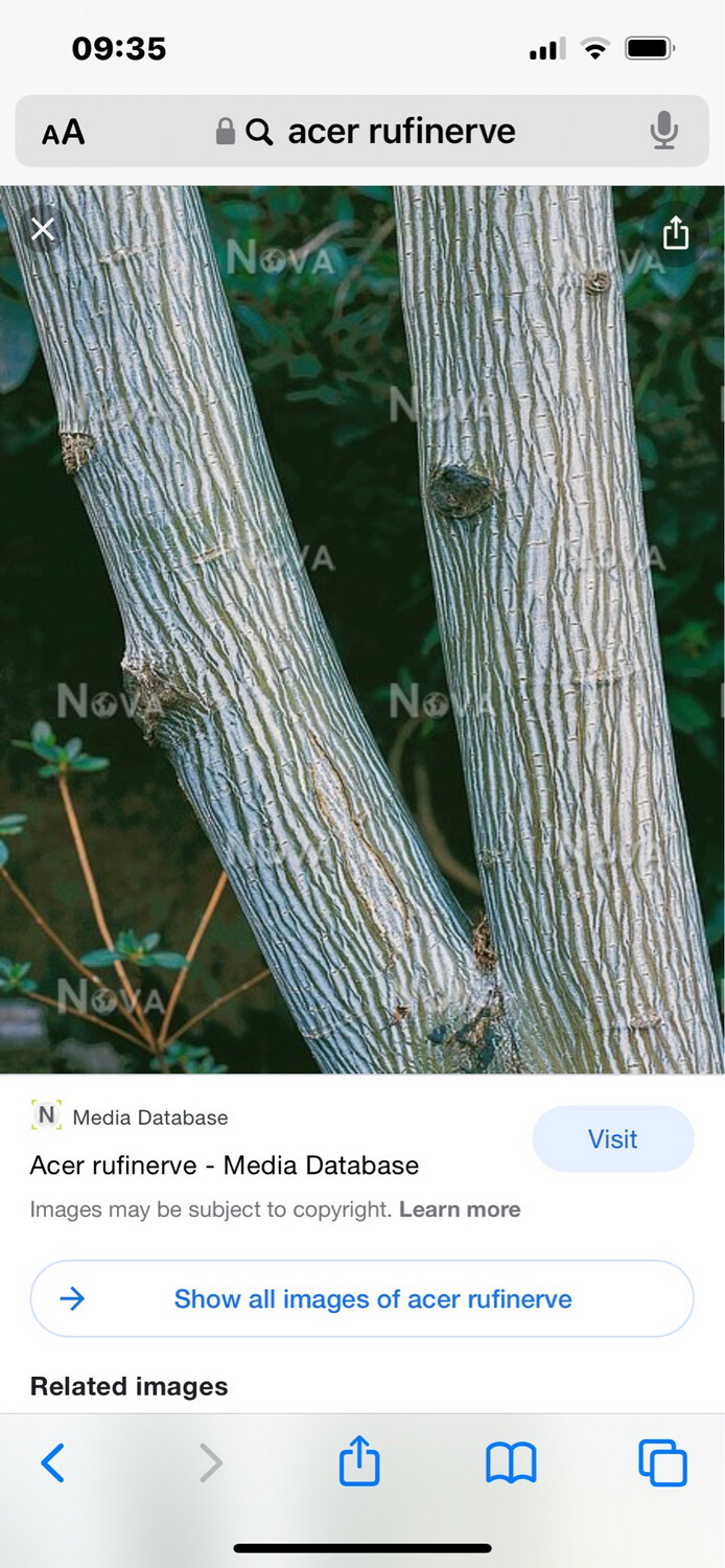 Snake Bark Maple ,multi stemmed tree with colourful bark ,pink /green ...