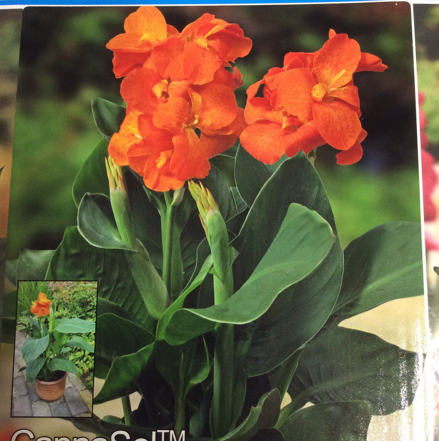 Canna “Happy Cleo”