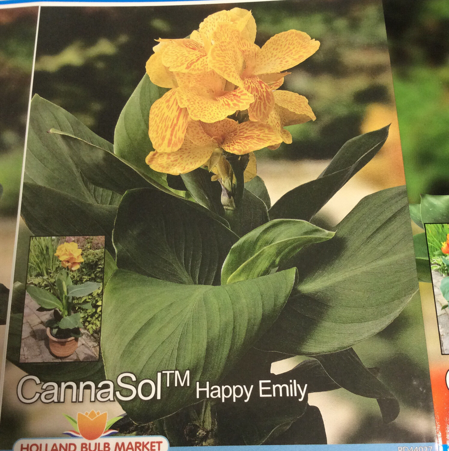 Canna “Happy Emily”