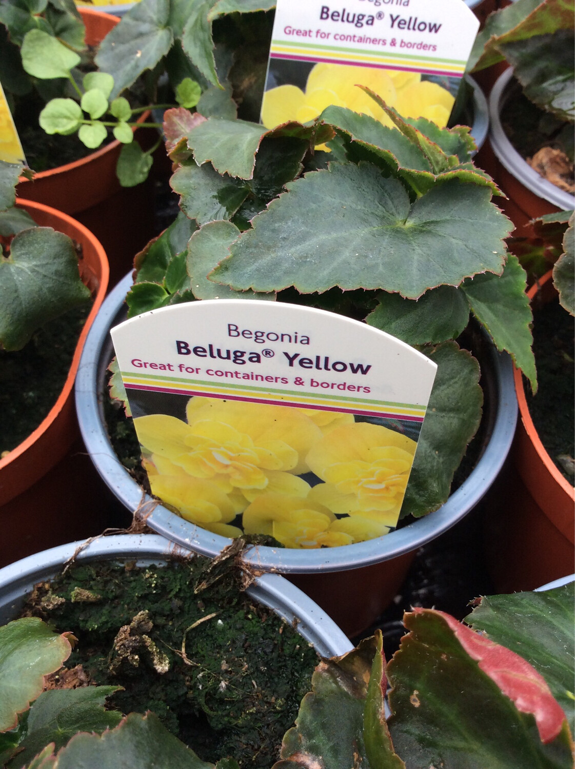 Begonia Beluga Yellow
