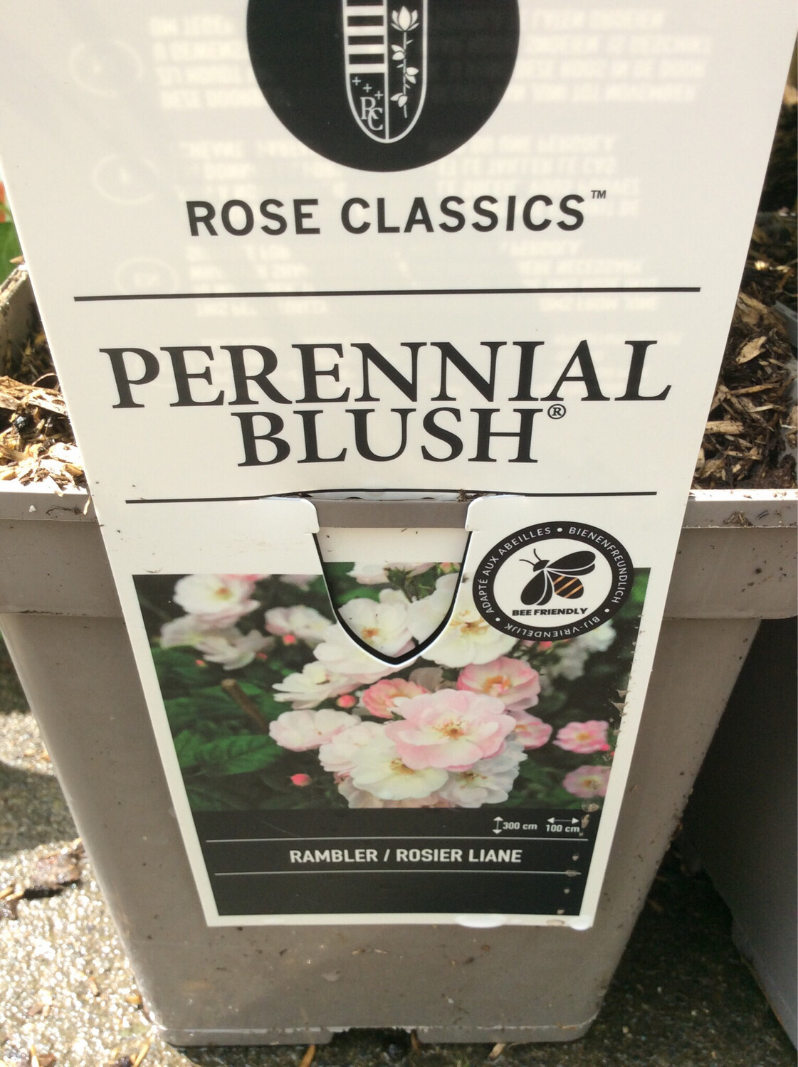 Perennial Blush - Rambling Rose