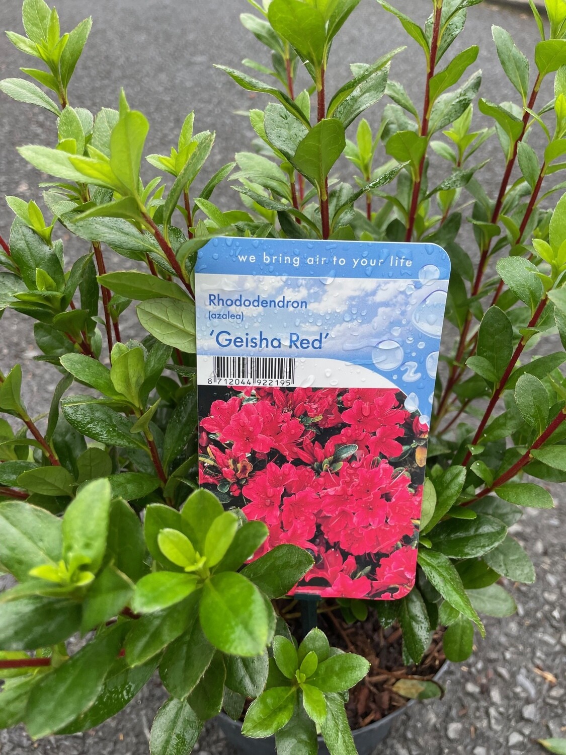 Azalea Japonica 'Geisha Red'