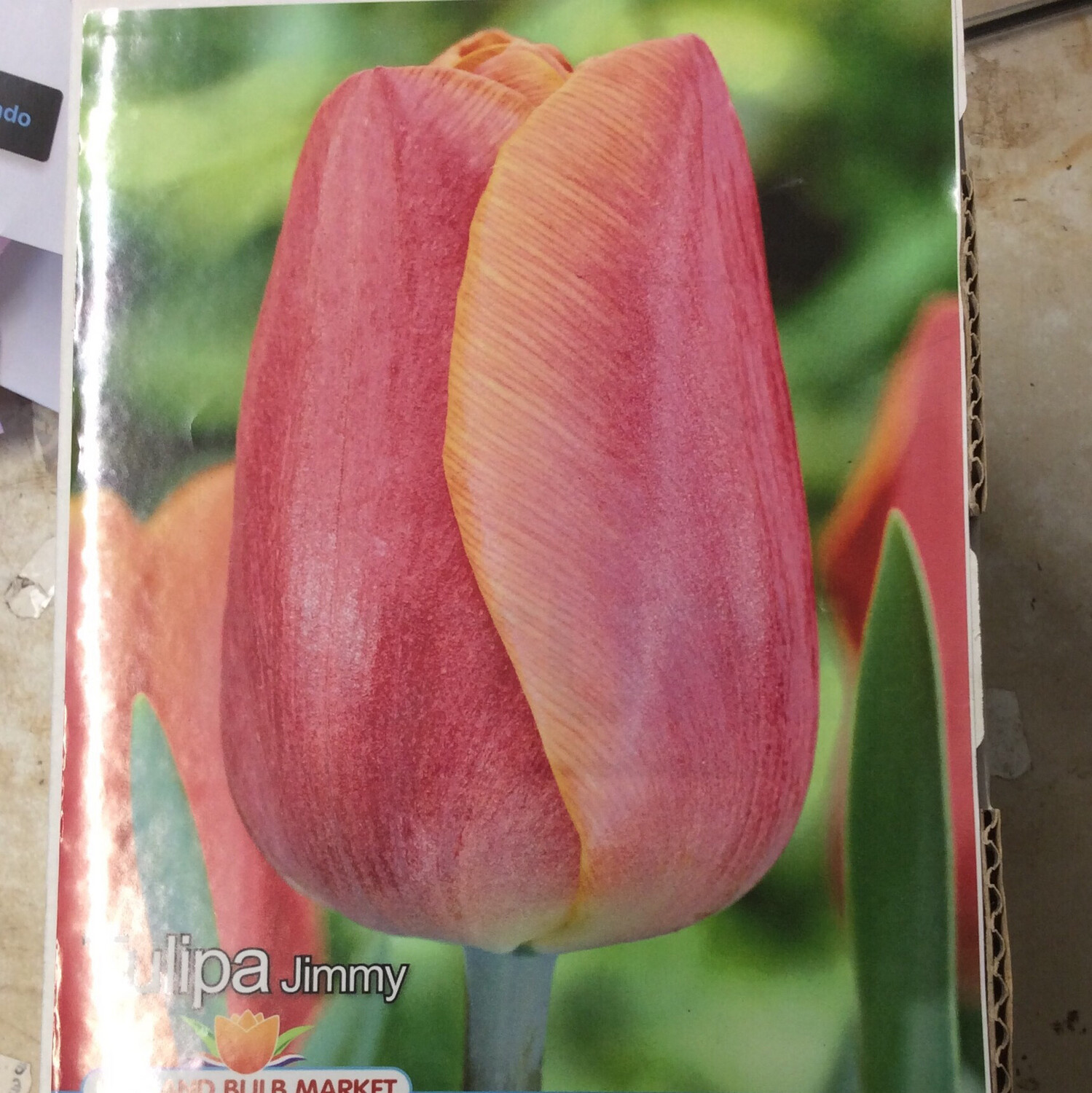10 Tulip Jimmy