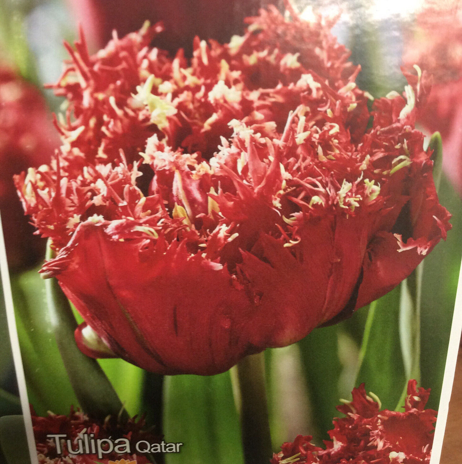 10 Tulip Qatar